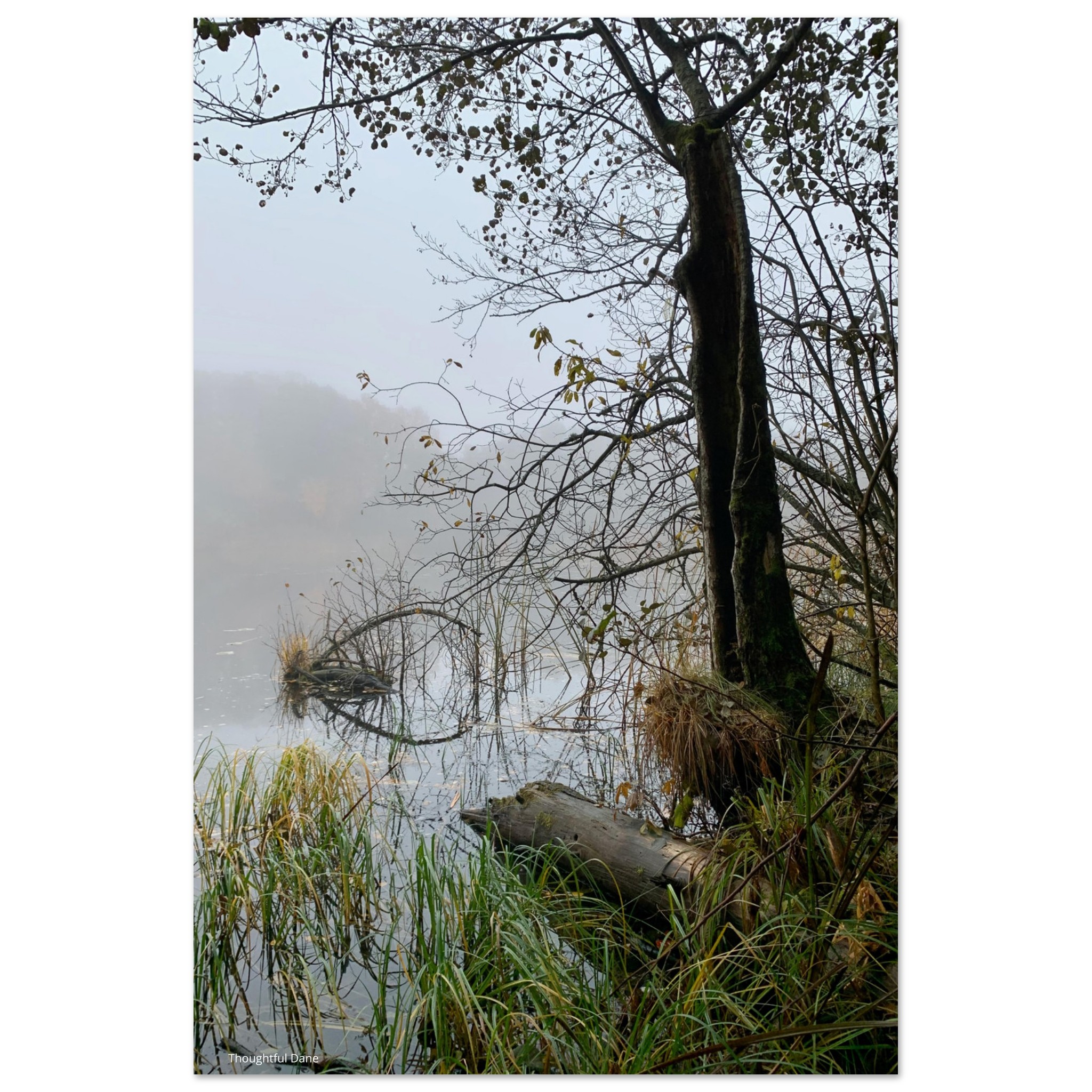 Aspen Print - Thoughtful Dane